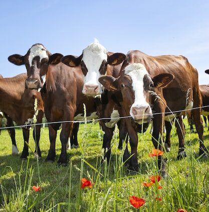 Halal Beef – dublinhalalmeats.co.uk